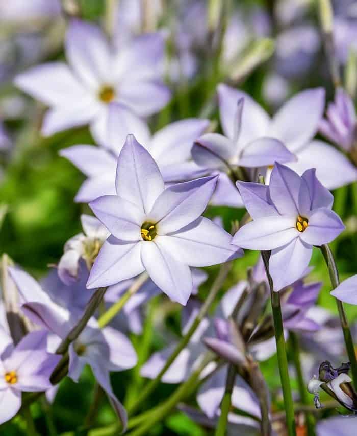 Top 10 Star Shaped Flowers for Your Garden
