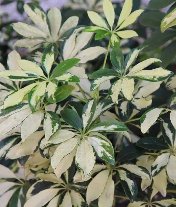 How to Fix your Schefflera Plant Problems - A Complete Guide