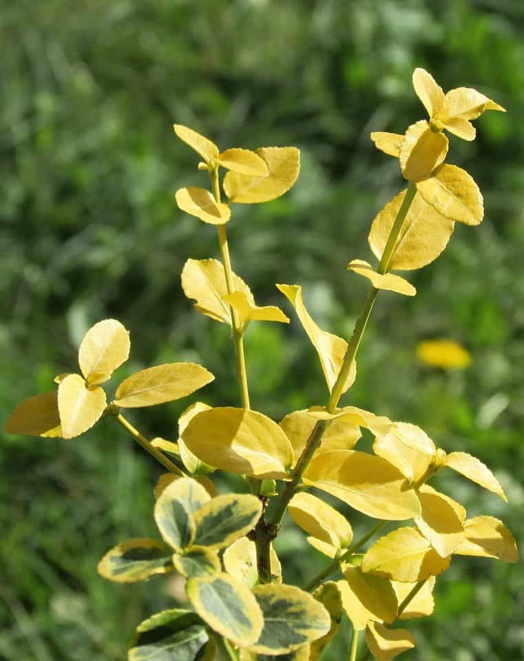 How to Fix your Schefflera Plant Problems - A Complete Guide