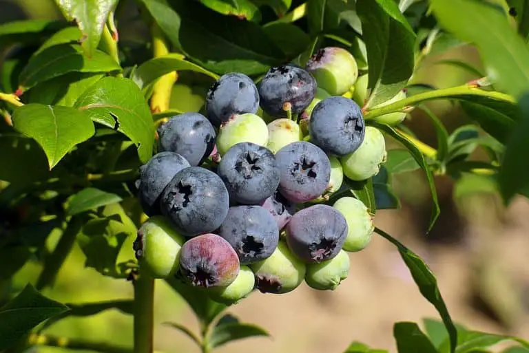 How to Grow Blueberries in Texas - A How to Guide & More