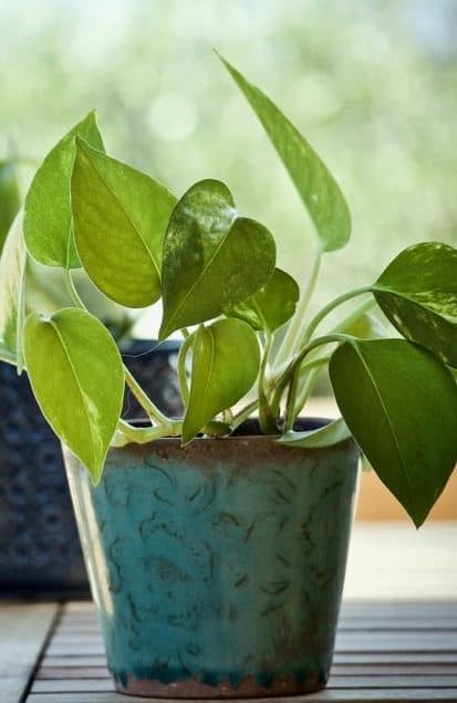 Pothos vs Monstera - How to Tell the Difference