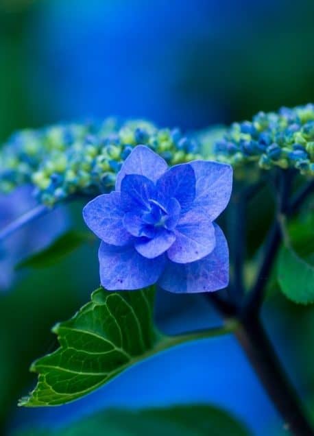 Hydrangeas vs Rhododendrons - Similarities & Differences