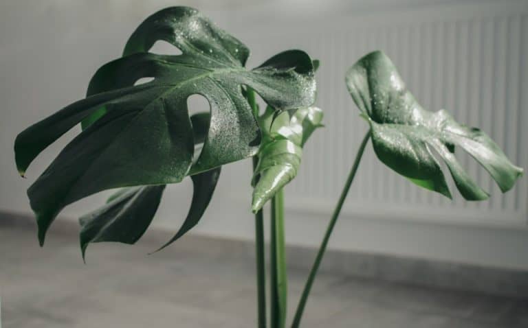 How and When to Repot a Monstera - A Repotting Guide