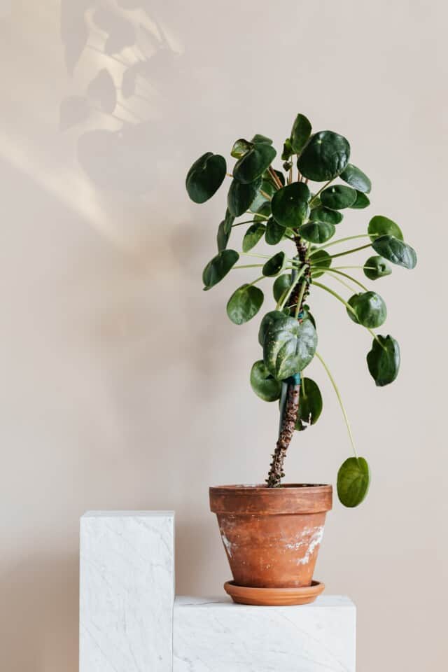 How Big Can a Pilea Get: How Fast & Tips to Grow Them Bigger