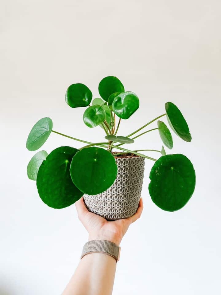 How Big Can a Pilea Get: How Fast & Tips to Grow Them Bigger