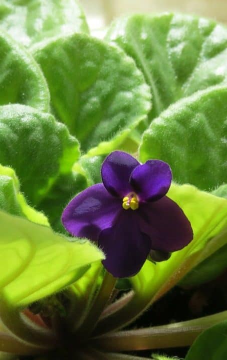 African Violet Light Requirements - Type, Amount & More