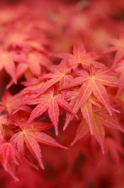 6 Reasons Your Acer Tree is Dying & How to Fix it