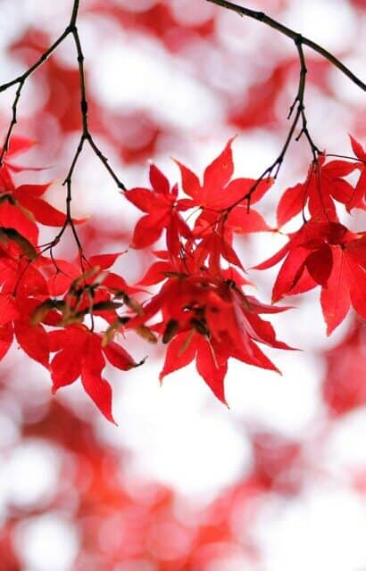 Japanese Maple vs Red Maple - Similarities & Differences