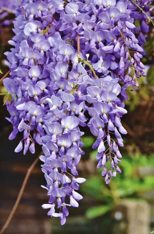 The Common Problems With a Wisteria & How to Fix Them