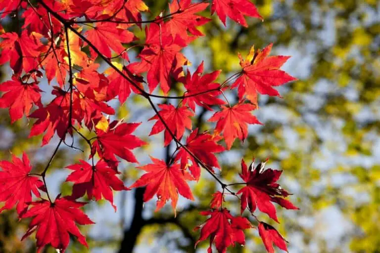 What are the Common Red Maple Problems & How to Fix Them
