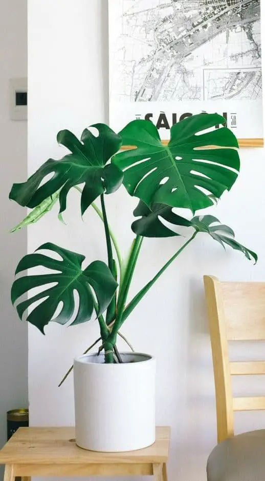 Where to Place Your Monstera - Which Rooms & More