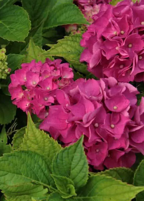 Growing Hydrangeas From Seeds - How to & More