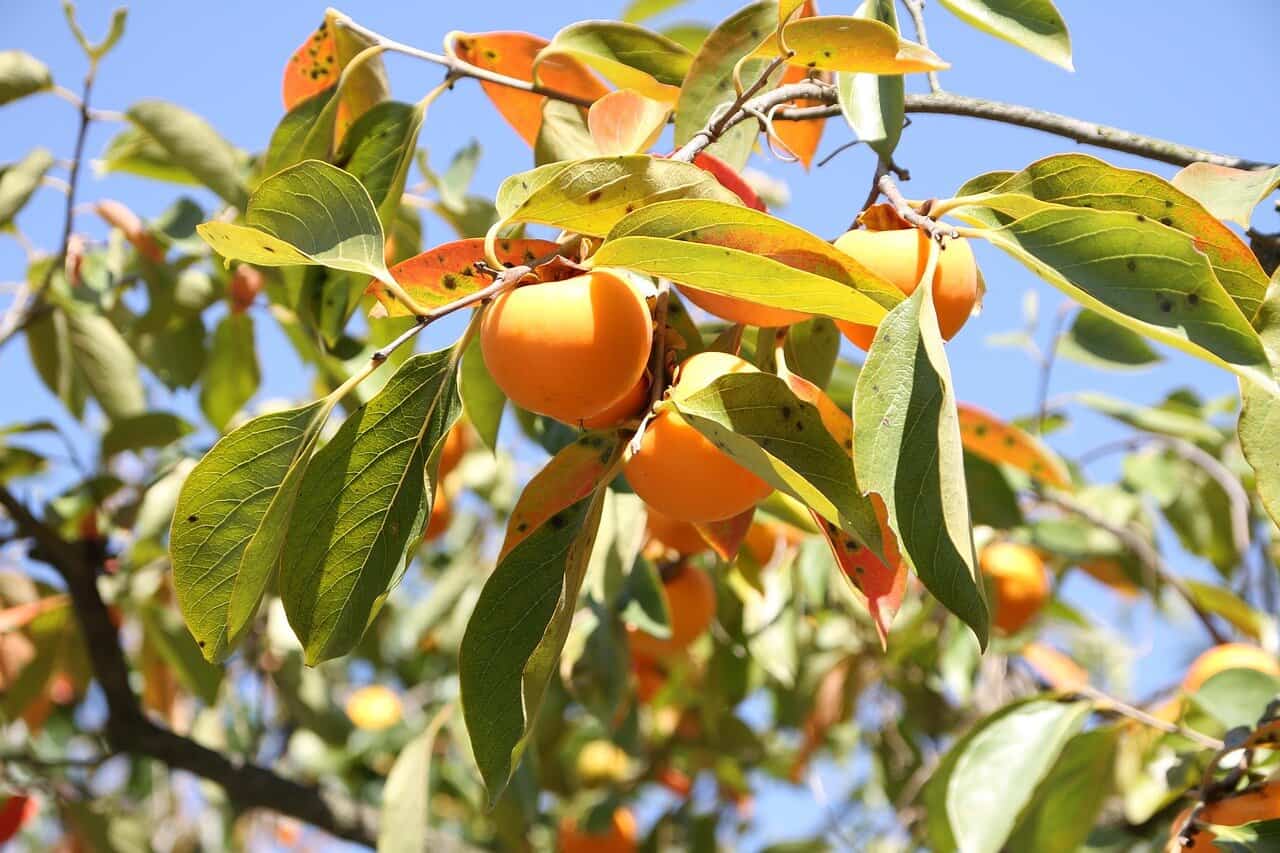 How to Grow Persimmon Trees from Seeds - Step-by-Step