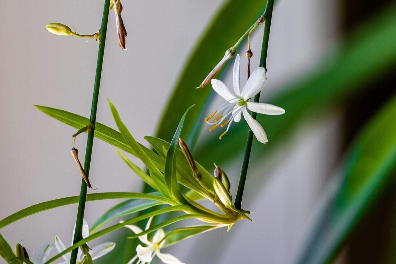 How Big Does a Spider Plant Get? Size Guide for Growers
