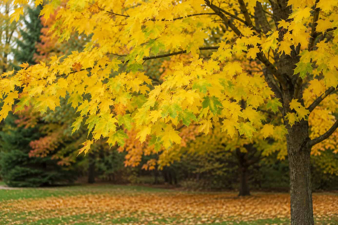 Acer Tree Leaves Turning Yellow: Every Cause and How to Fix It